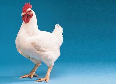 CobbMale - Pollo macho con óptima conversión alimenticia y peso