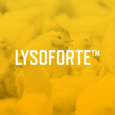 LYSOFORTE ™ Extend absorbente de grasas para aves