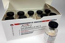 AviPro Salmonella Vac E vacuna para salmonella en aves