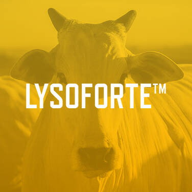 Lysoforte Extend surfactante para gado leiteiro