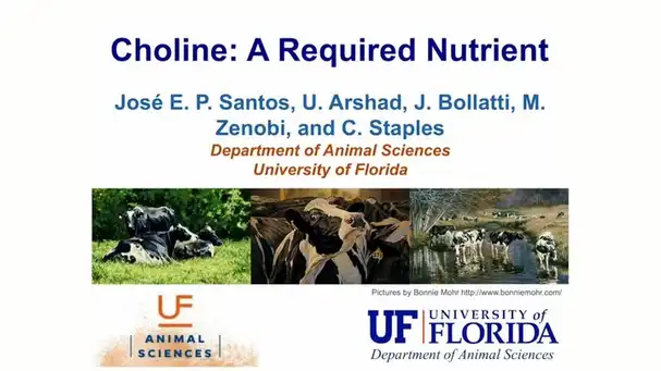 Choline: A brief history | Engormix