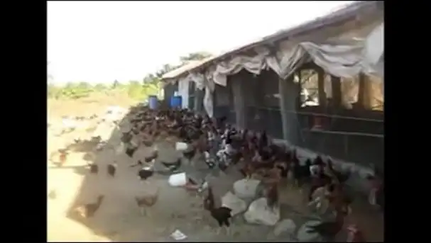 Documentary on Backyard Poultry | Engormix