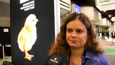 Solving the puzzle of translucency and eggshell quality | Engormix