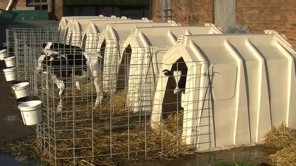 Managing calf rearing - from birth to weaning | Engormix