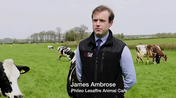 Managing sub-actue rumen acidosis (SARA) at grass | Engormix