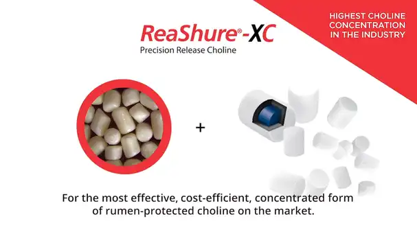 Highest Choline Concentration In The Industry: Reashure-XC | Engormix