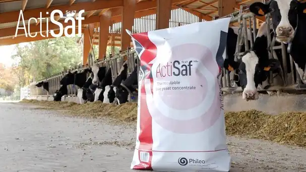 Optimise dairy management with Actisaf® Sc 47 | Engormix