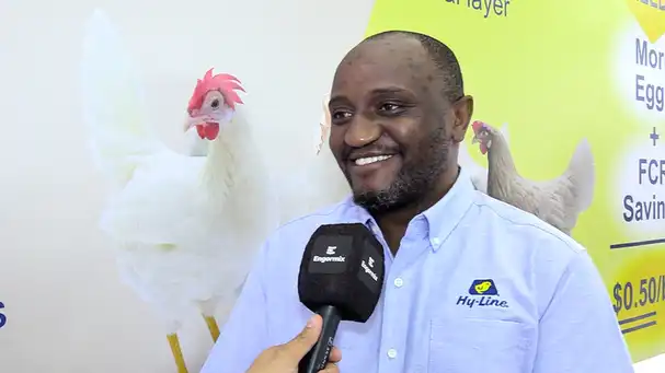 Egg Consumption in Africa: Overcoming Key Challenges | Engormix