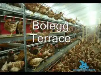Bolegg Terrace aviary system for commercial layers | Engormix