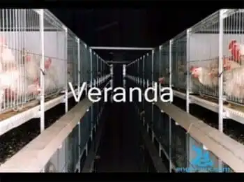 Veranda grouphousing for layer and broiler breeders | Engormix