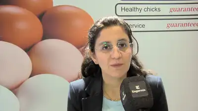 Direct Export Experience with Hy-Line Chicks from Turkey | Engormix