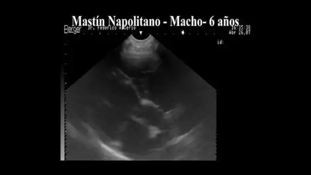Cardiomiopatia Dilatada en Mastín Napolitano | Engormix