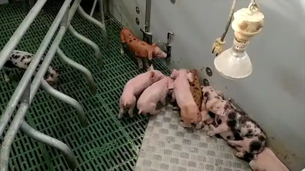 Parideras de confinamiento temporal | Engormix