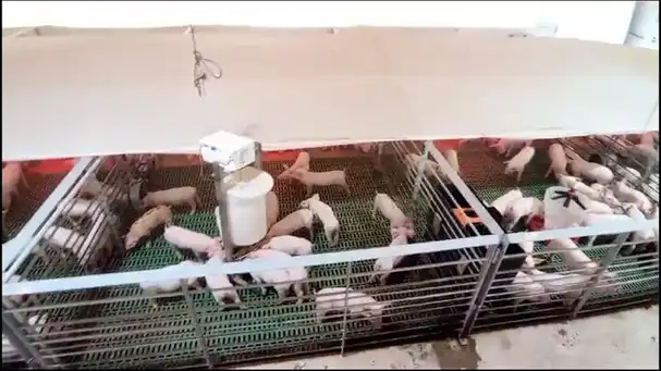 Mejorar la transición de los lechones con minicomederos | Engormix