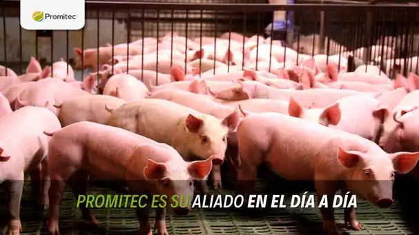 En Promitec somos sus aliados | Engormix