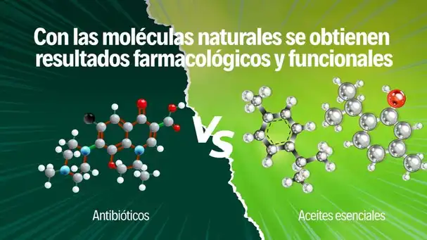 Aceites esenciales en el control de Salmonella Gallinarum | Engormix