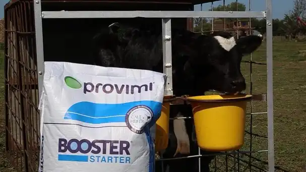 Entrega del sustituto lácteo | Engormix