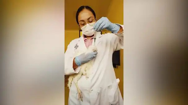 Extracción de sangre en pollos para análisis | Engormix